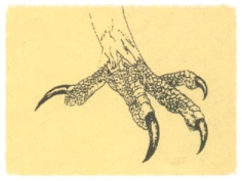 How To Handle An Injured Raptor Raptor Education Group Inc