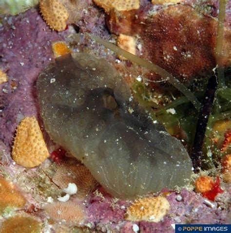 Didemnum Species 03 Poppe Images