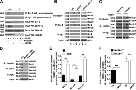 Absence Of Hmgb1 Sustains Beclin1 Bcl 2 Interactions A Mek Download Scientific Diagram