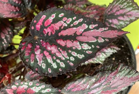 Begonia Rex Plantsmith