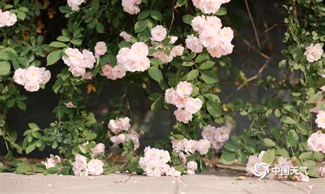 四川巴中风拂蔷薇花，打卡巴中南江网红花墙 高清图集 四川站