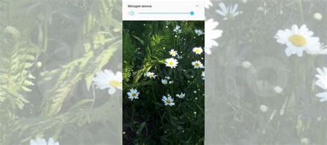 Ромашка садовая купить в Красноярске Товары для дома и дачи Авито