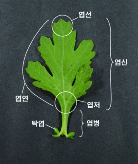 숲교육자료집 질문이 많아서 숲교육자료집으로 올립니다 식물잎은 각부위를 크게는 엽신 엽병 탁엽으로 길따라 생태탐방