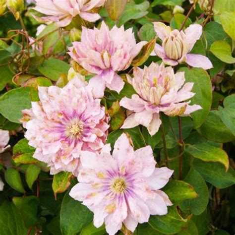 Clematis Pink Passion Patens Group Order Online In Eu Directly From
