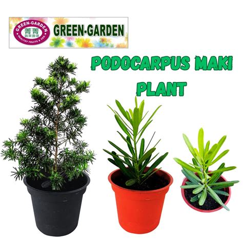 Podocarpus Macrophyllus Maki Plant