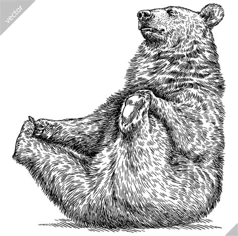 Black Bear Engraving результатов — 3 598 изображения без лицензионных платежей стоковые