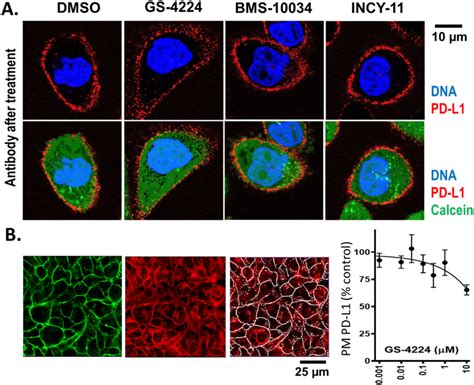 Microscopy Analysis Of Pd L1 Cellular Localization A Cho Cells