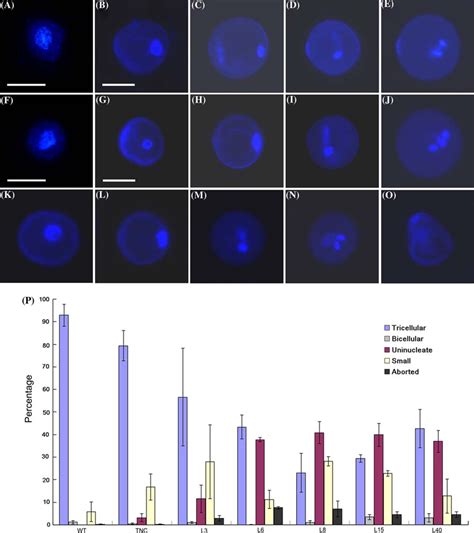 Ra68 Rnai Lines Showing Abnormal Pollen Development Pollen Development Download Scientific