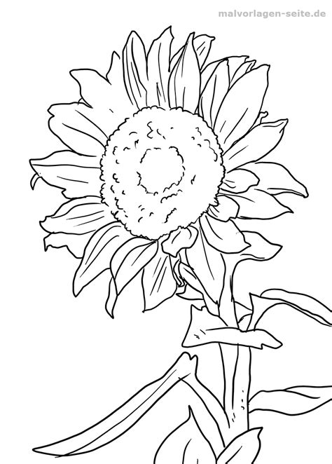 Tolle Ausmalbilder Sonnenblumen Kostenlos Herunterladen