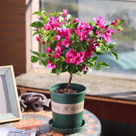 三角梅盆栽带花爬藤爬墙花卉植物易活攀爬树苗四季老桩苗阳台开花虎窝淘