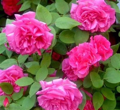 Roses Gammon S Garden Center Landscape Nursery