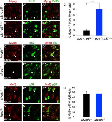 Cell Cycle Exit Can Be Uncoupled From Cell Differentiation A B″ Download Scientific Diagram