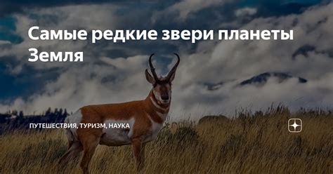 Самые редкие звери планеты Земля Путешествия туризм наука Дзен