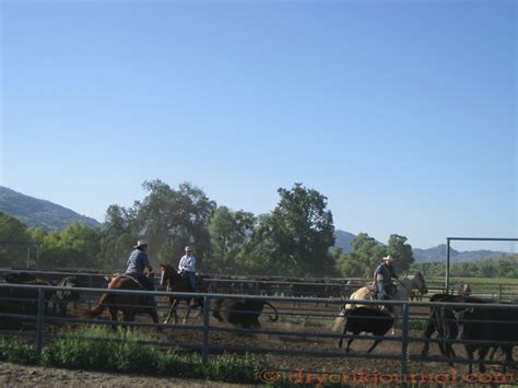 Processing The Wagyu X Calves Drycrikjournal