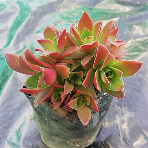 Crassula Capitella Thunb Variety 1 Campfire Plant Bhimtal Nursery