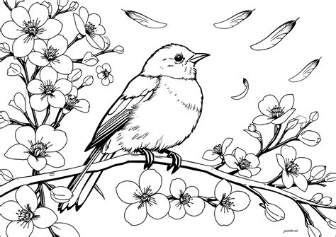 Bird On A Branch Feathers Flying Bird Coloring Pages For Adults