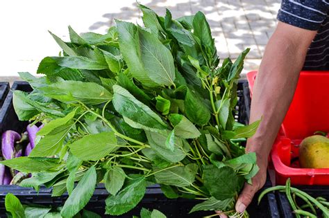 Corchorus Olitorius Iplantz