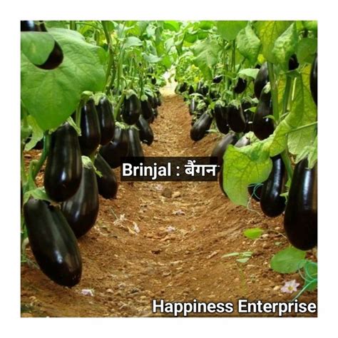 A Grade Brinjal At Rs 38kg In New Delhi Id 2854490107062