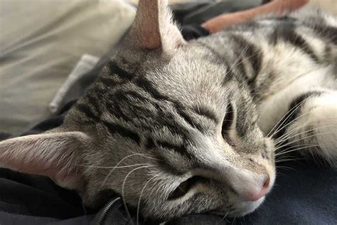 ドイツで暮らす元保護猫 避妊手術後に変化も 獣医師が飼い主に伝えたこととは Hint Pot