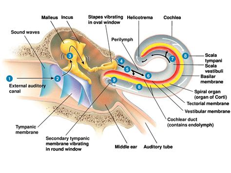 Tectorial Membrane Ear