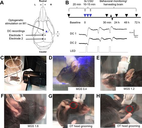 Design Of Optogenetic Csd Induction And Headache Related Behavioural Download Scientific