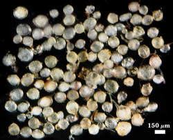 Rhizophagus Clarus Invam