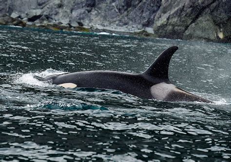 Косатка впервые замечена в реке Амур на Дальнем Востоке Новости