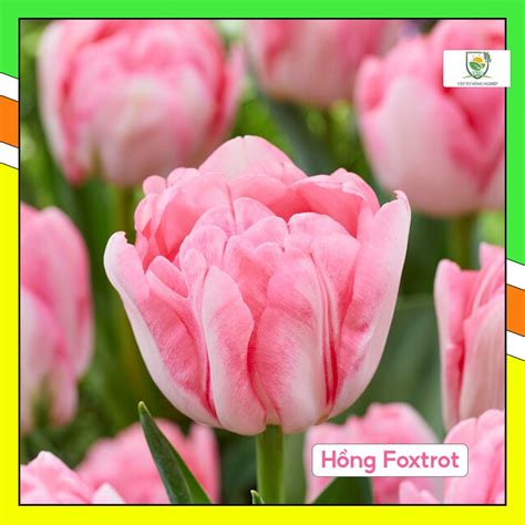 Hoa Tr Ng T T C Hoa Tulip Gi Ng F H Lan C Tulip Ng Y N V T T N Ng Nghi P Tbd