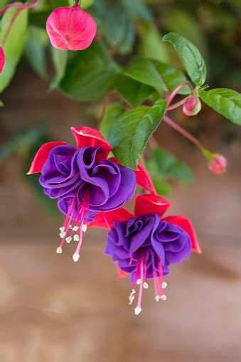 Fuchsia 스톡 이미지 0명에 대한 스톡 사진 및 기타 이미지 0명 꽃 식물 매달기 Istock