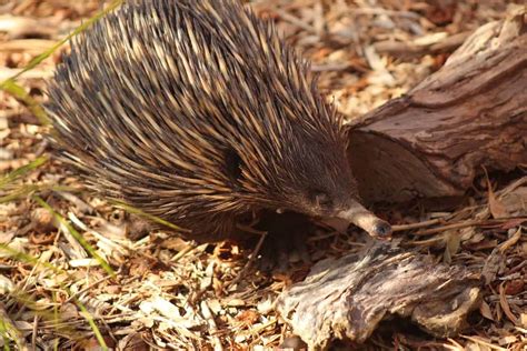 Top 14 Echidna Facts Anatomy Behavior Lifespan And More