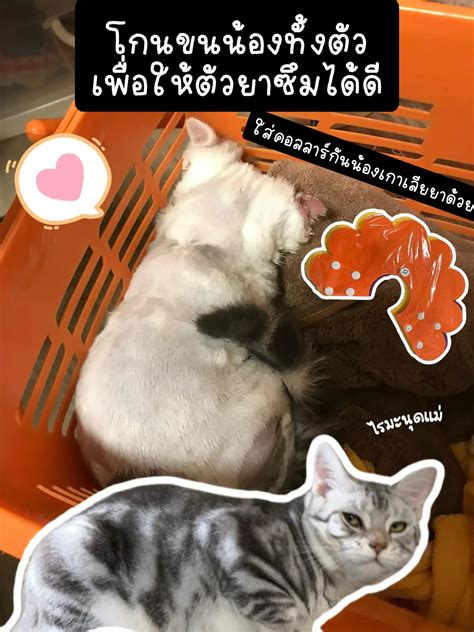 เชื้อราแมวบุก รีวิวยารักษาและป้องกันไม่ให้กลับมาเป็นซ้ำ แกลเลอรีที่