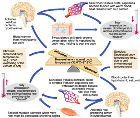 Unit 7 Physiology Science With Dumars