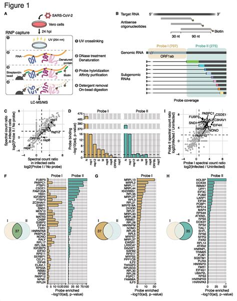 Rna Binding Protein