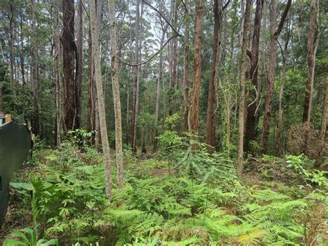 1937 Springbrook Road Springbrook Qld 4213 Domain