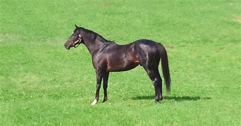 社台サラブレッドクラブ2024募集馬レポート関東｜馬バカ