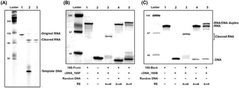 Selective Rna Labeling By Rna Compatible Type Ii Restriction