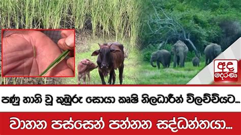 පණු හානි වූ කුඹුරු සොයා කෘෂි නිලධාරීන් විලච්චියට ඔයාමඩුවේ කිරි ගොවීන්ටත් අලි කරදර Youtube