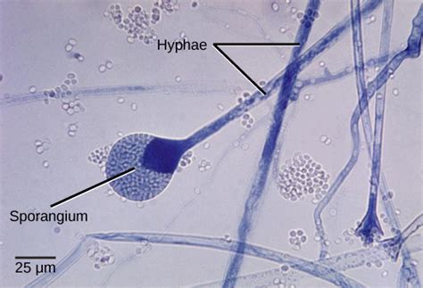 Hyphae Of Fungi Microscope