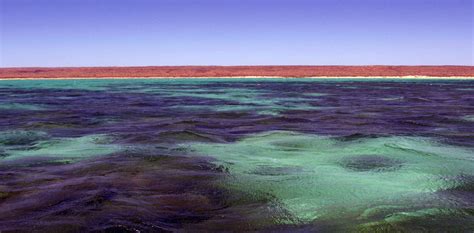 Western Australias Coral Reefs Are In Trouble We Mustnt Ignore Them