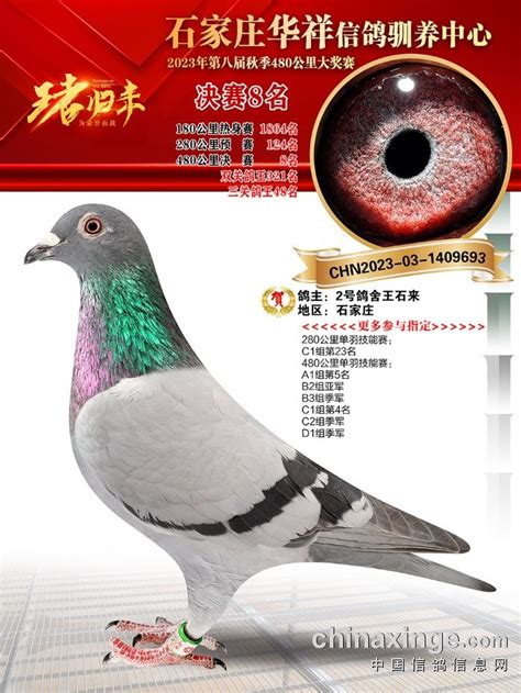 华祥公棚480公里决赛获奖鸽图片赏析冠军 10名 石家庄华祥信鸽训养中心 中信网各地公棚