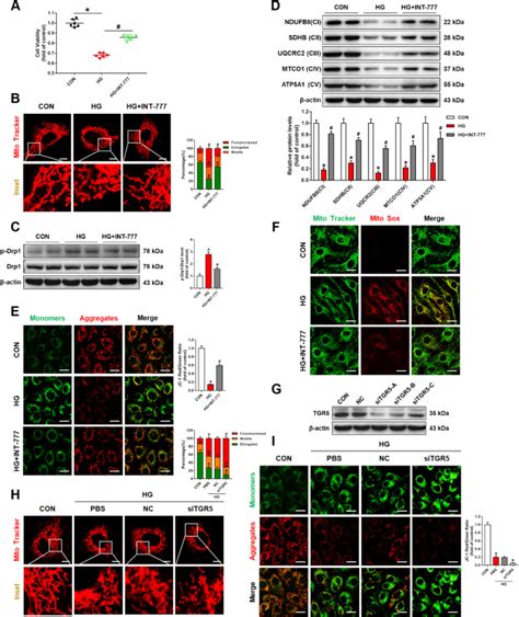TGR5 Supresses CGAS STING Pathway By Inhibiting GRP75 Mediated