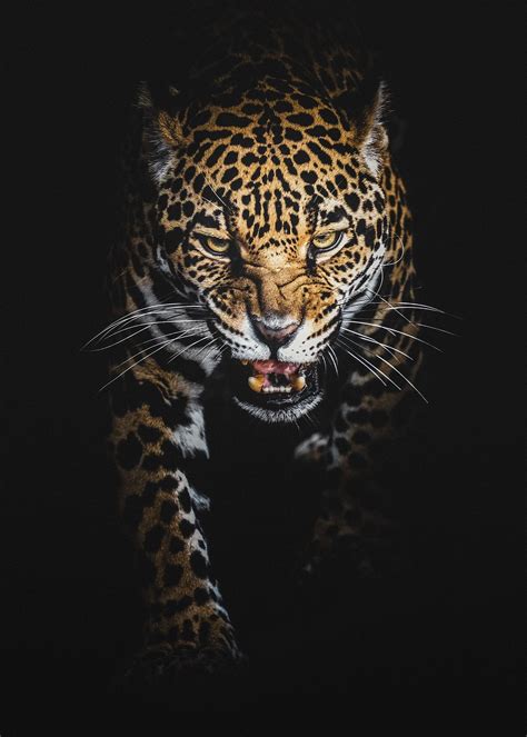 Jaguar Cat Wallpapers Wallpaper Cave
