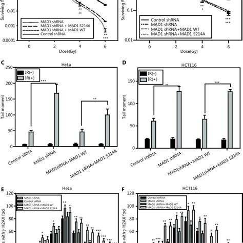 Ataxia Telangiectasia Mutated ATM Kinase Mediated Mitotic