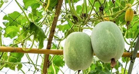 চালকুমড়া চাষ Agrobangla Agriculture Information And Ecommerce