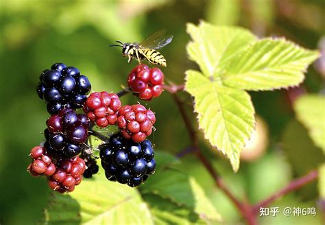 盘点含寄生虫最多的十种水果，荸荠直接将人送进icu 知乎