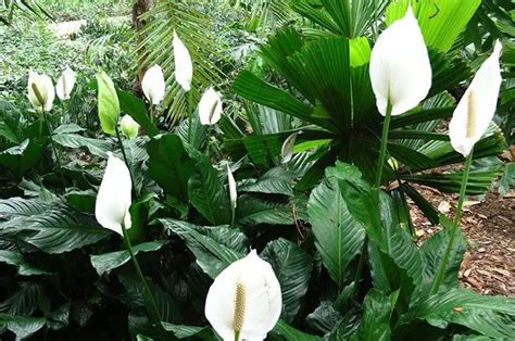 Paso a paso cómo cuidar el lirio de la paz Spathiphyllum wallisii