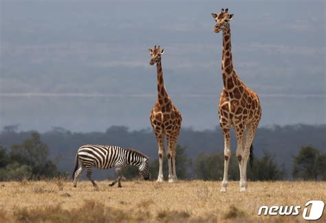 기린의 이례적 공격에 16개월 아기 숨져남아공 체험농장 참극