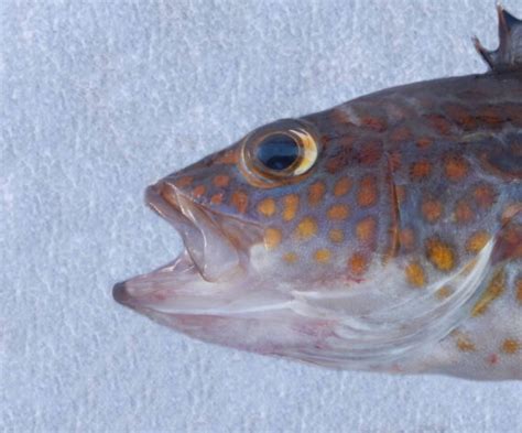 Goldspotted Sand Bass Mexican