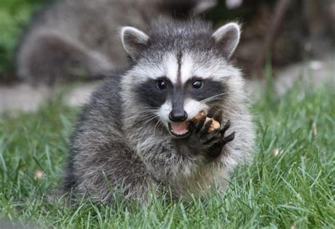 What Do Raccoons Eat In The Wild All You Need To Know Pest Samurai