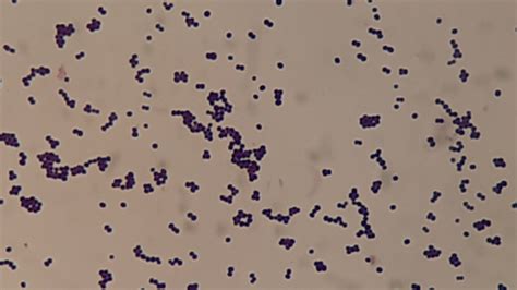 Staphylococcus Epidermidis Introduction Morphology Pathogen